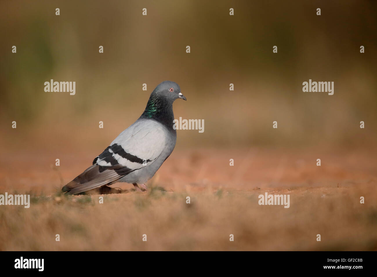 Rock dove uk hi-res stock photography and images - Alamy