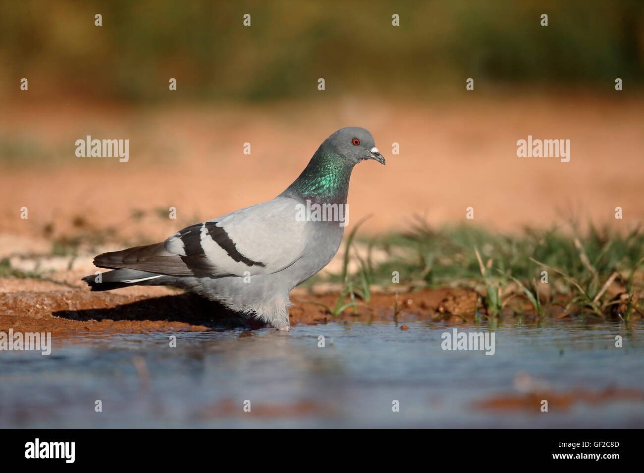 Rock dove, Columba livia, Single bird by water, Spain, July 2016 Stock ...