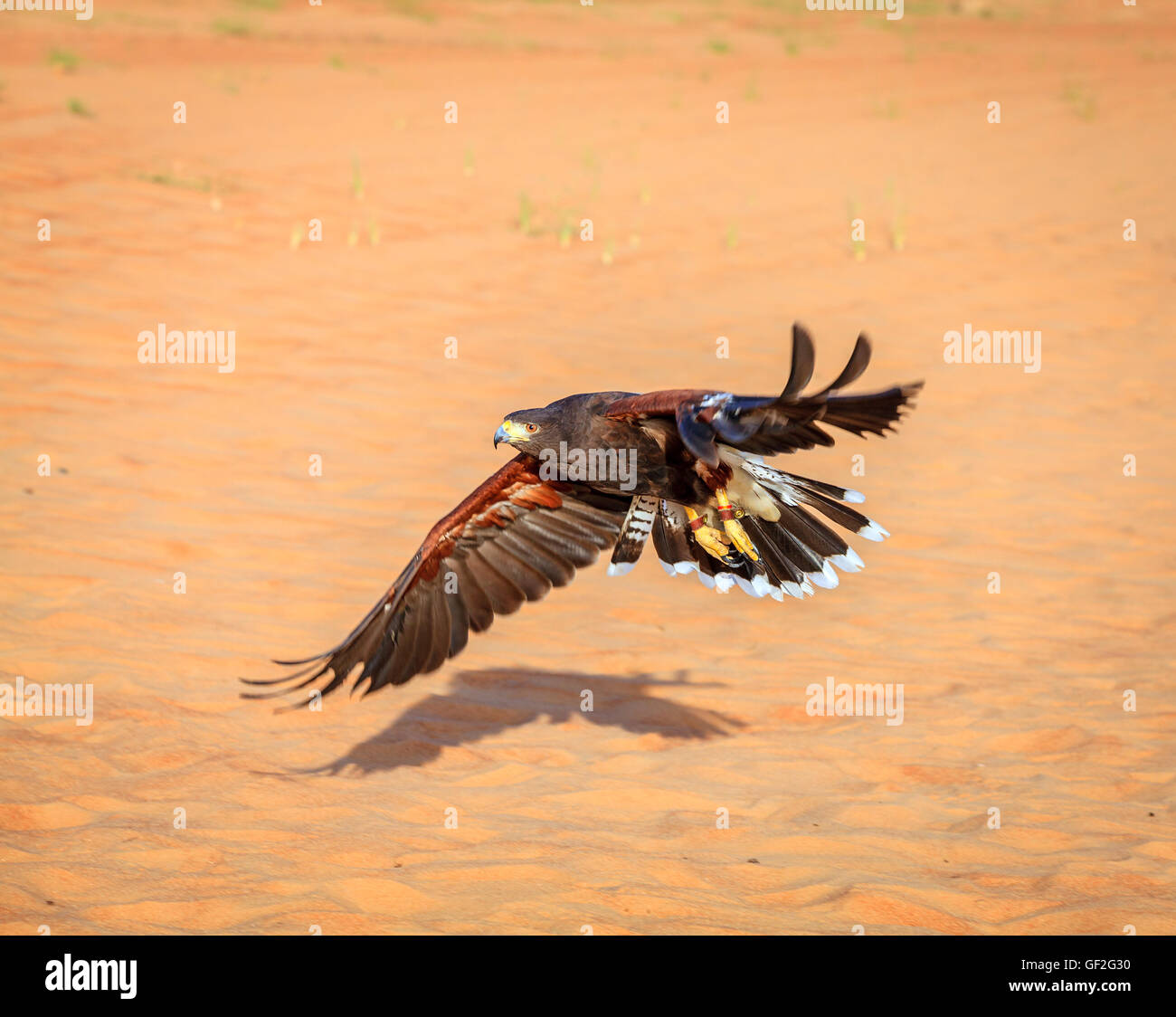 Desert hawk hi-res stock photography and images - Alamy