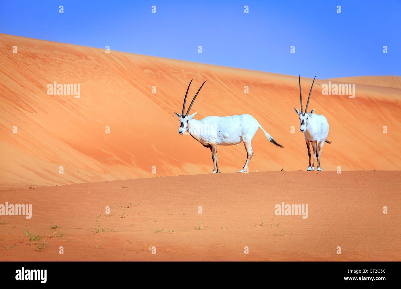 Arabian oryx antelope hi-res stock photography and images - Alamy