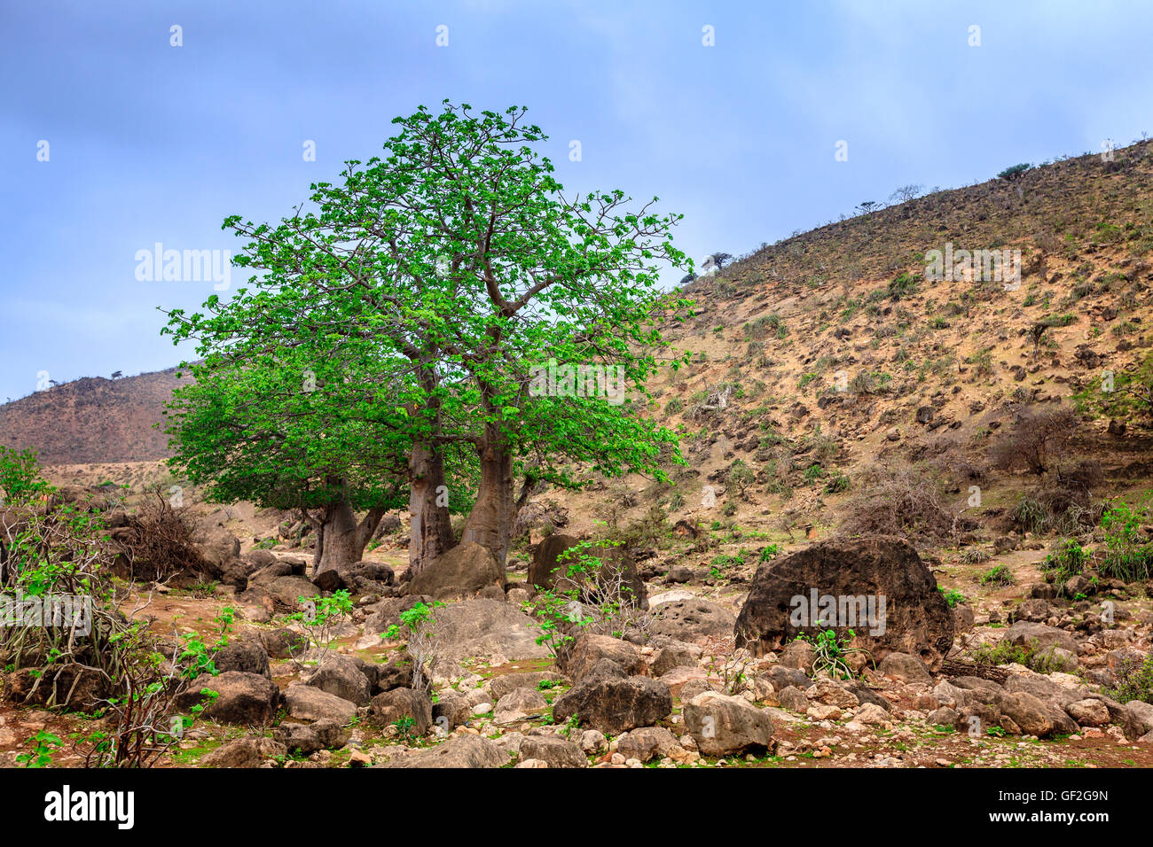 Dhofar oman salalah hi-res stock photography and images - Alamy