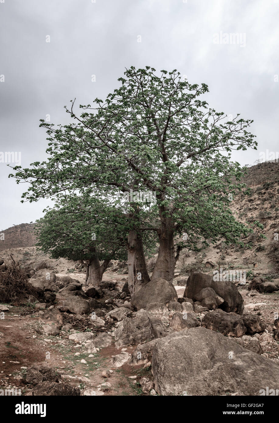 Baobab tree growing in wadi Hinna near Salalah, Oman Stock Photo - Alamy