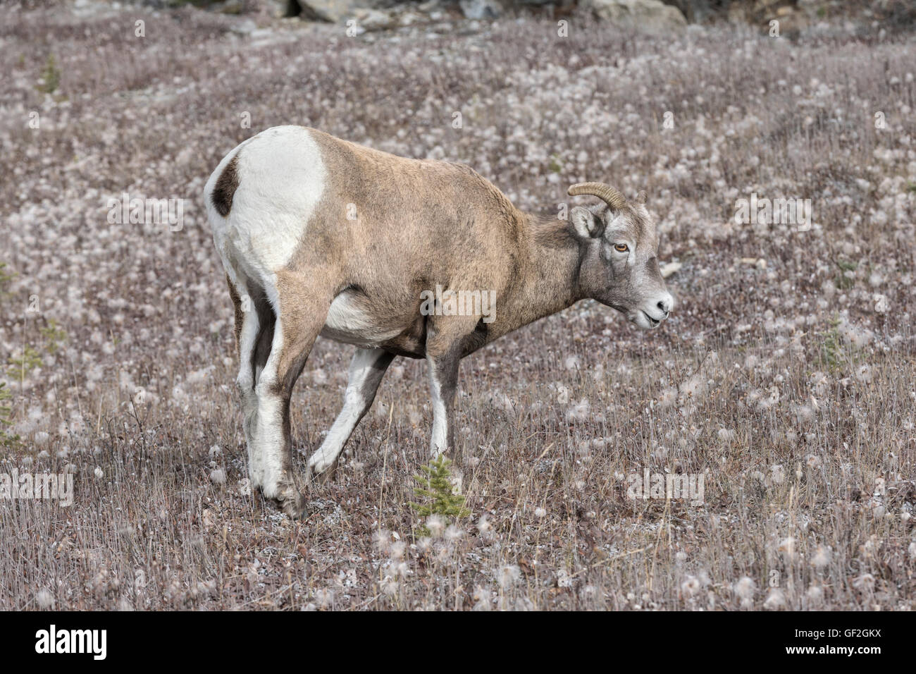 Sheep forage hi-res stock photography and images - Alamy