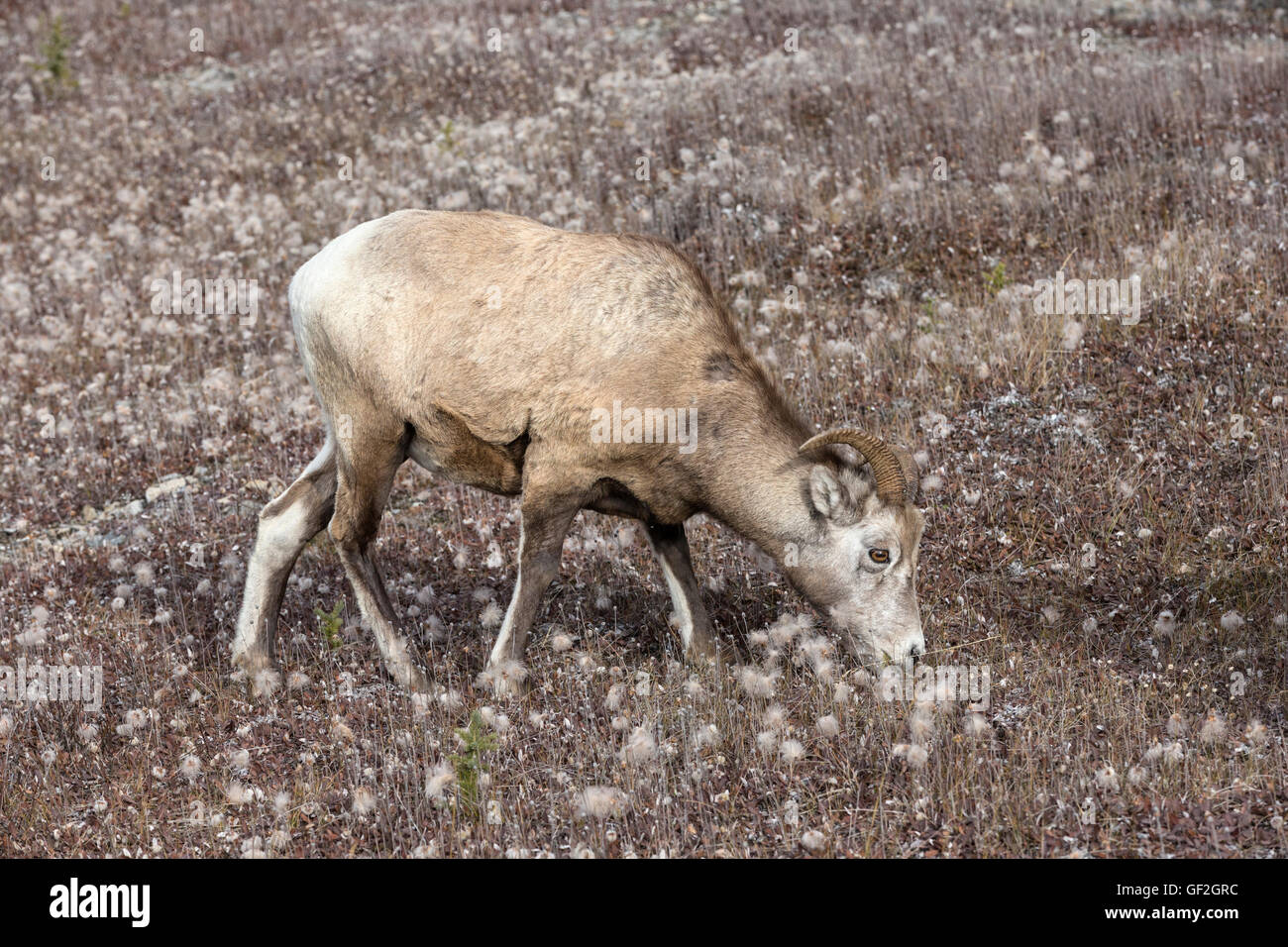 Sheep forage hi-res stock photography and images - Alamy
