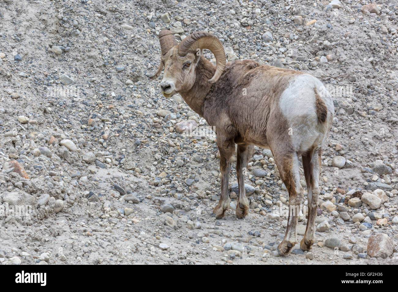 Bighorn Sheep - ram Stock Photo - Alamy
