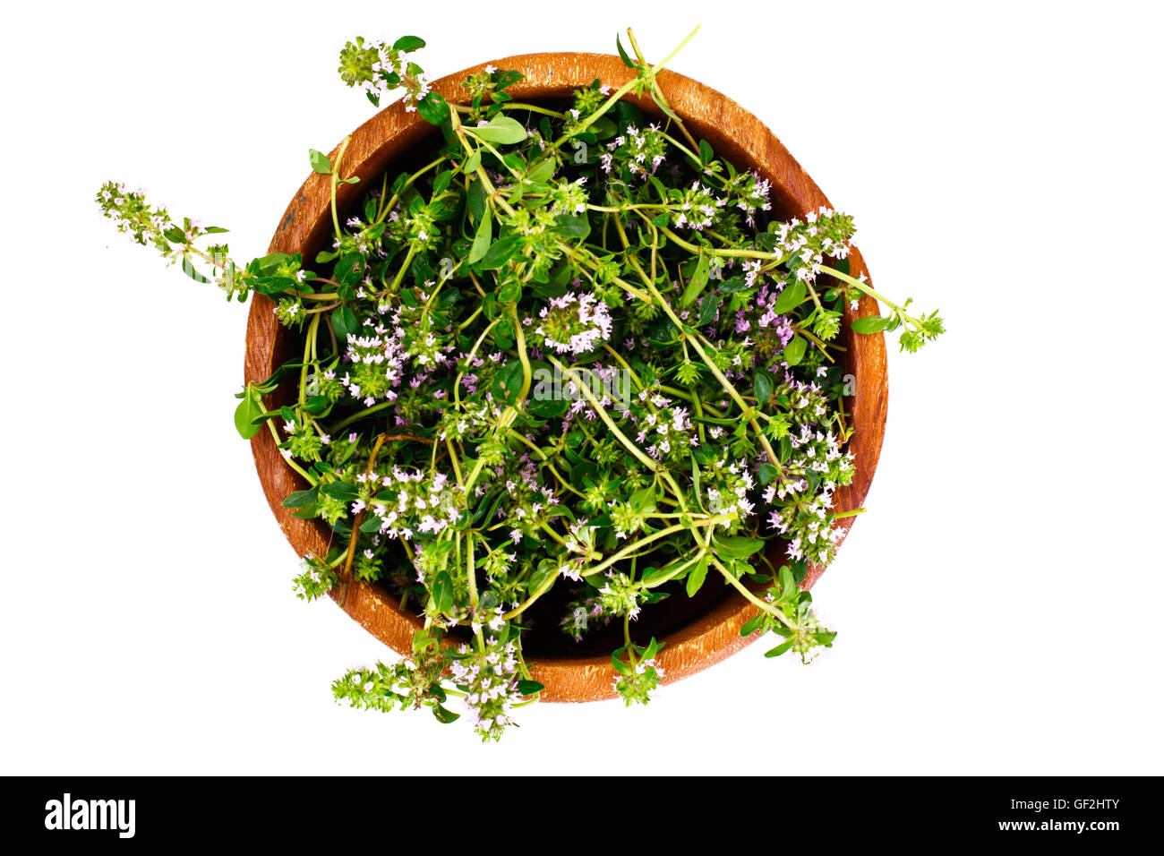 Flowers and Stems of Thyme Stock Photo - Alamy