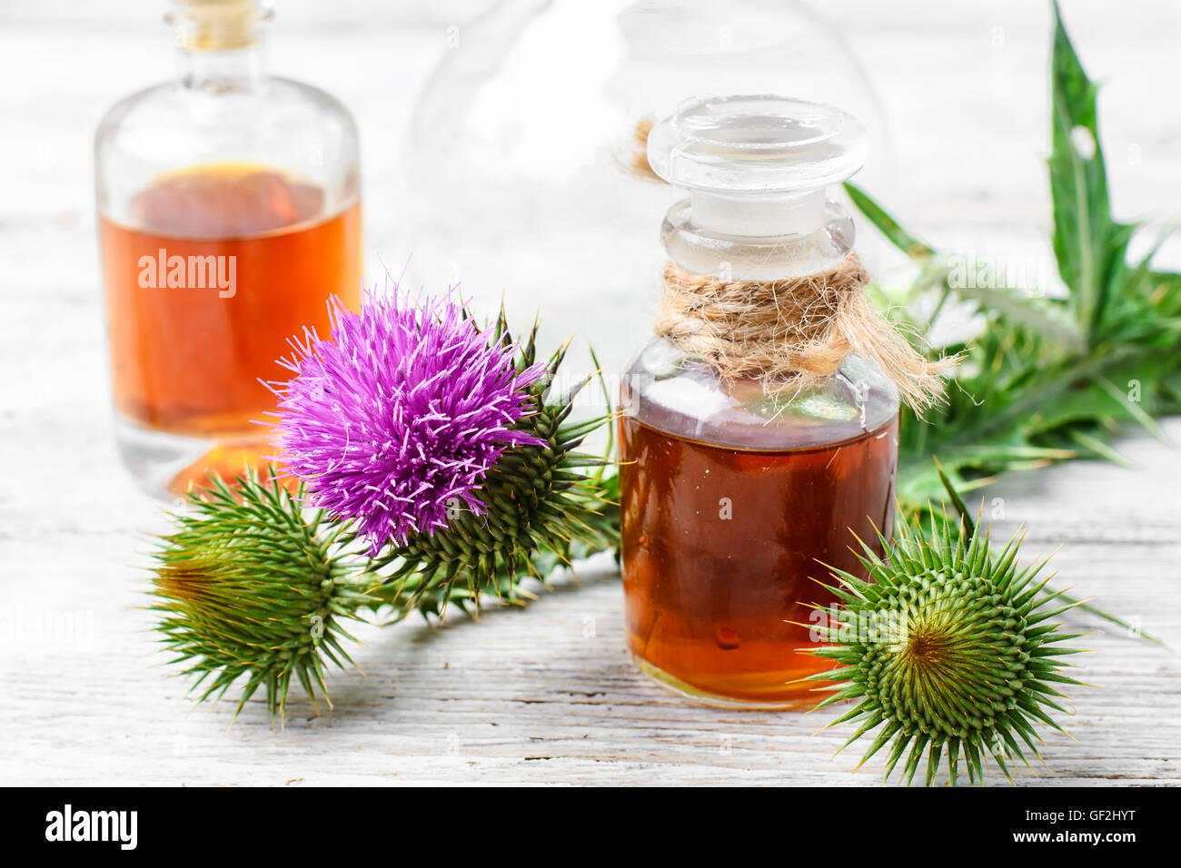 Flowering buds plant Thistle, and a small bottle of medicinal tincture ...