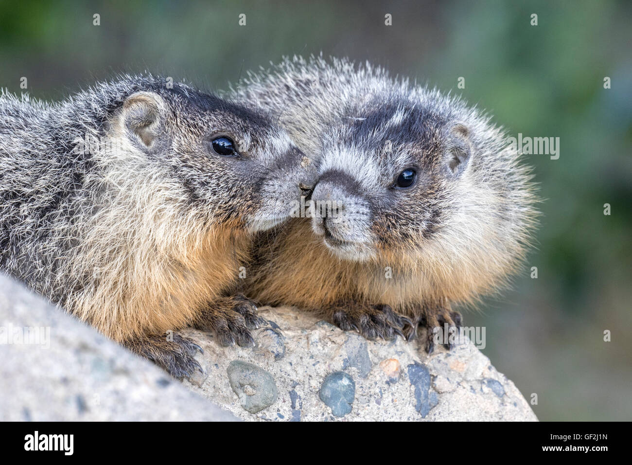 Yellow bellied Marmot Stock Photo - Alamy