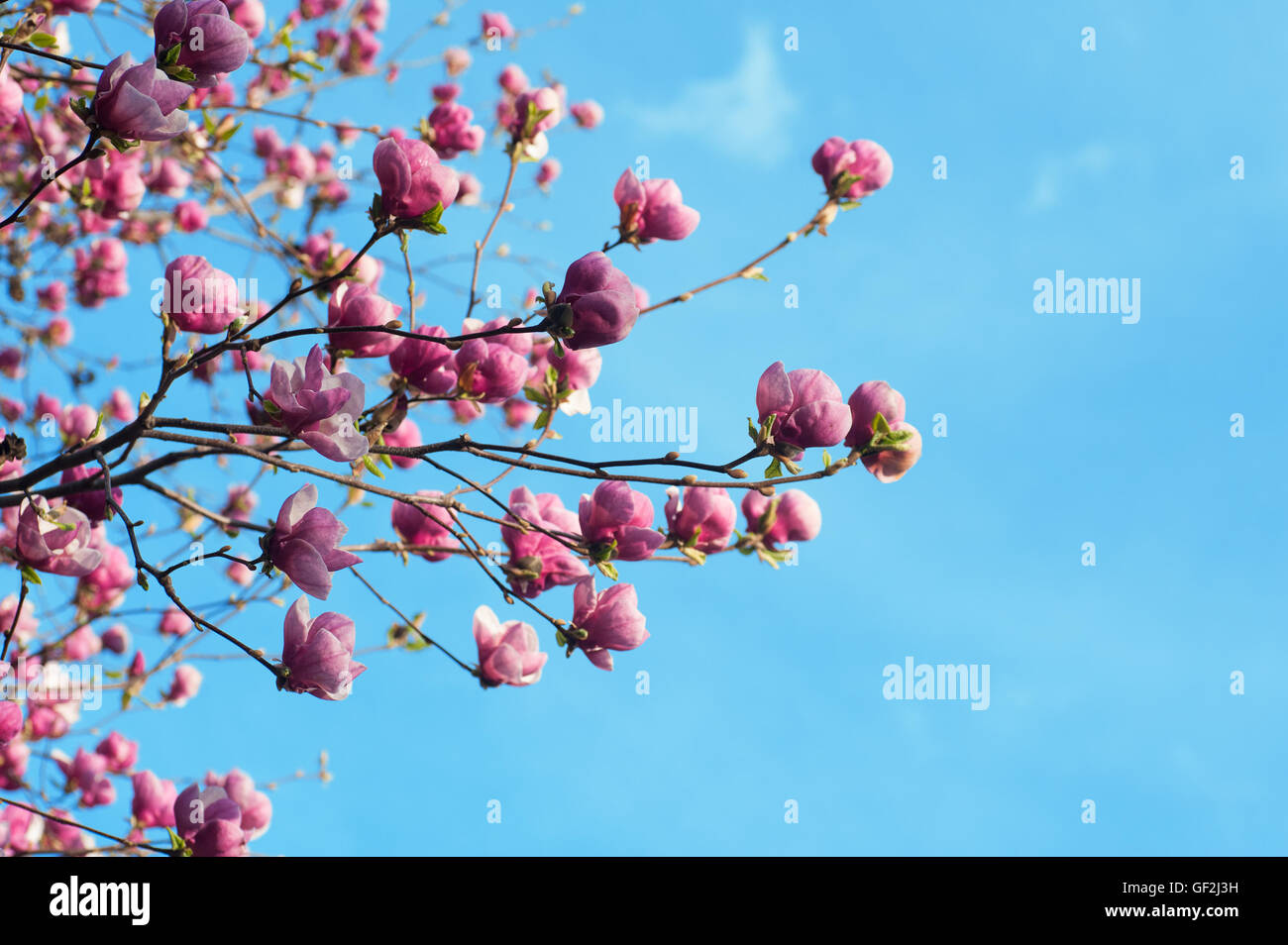 Spring blooming tree branch hi-res stock photography and images - Alamy