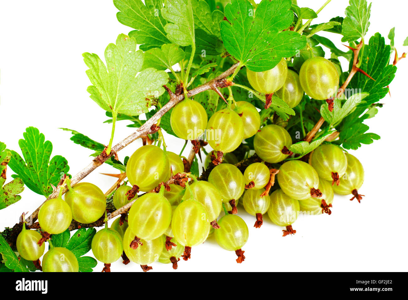 Ripe Green Gooseberry on a White Background Stock Photo - Alamy