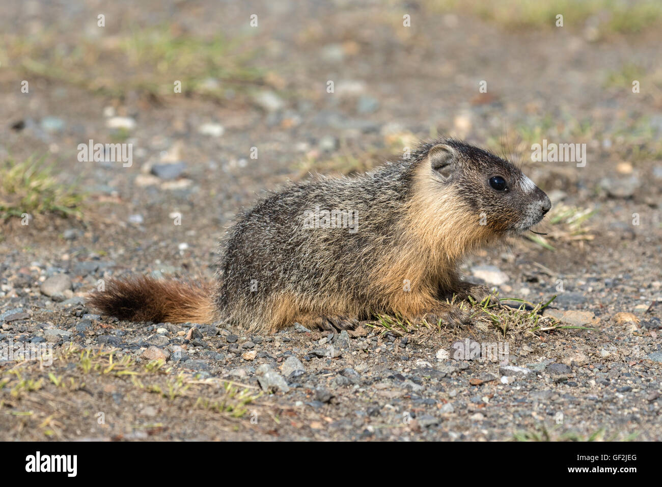 Yellow bellied Marmot Stock Photo - Alamy