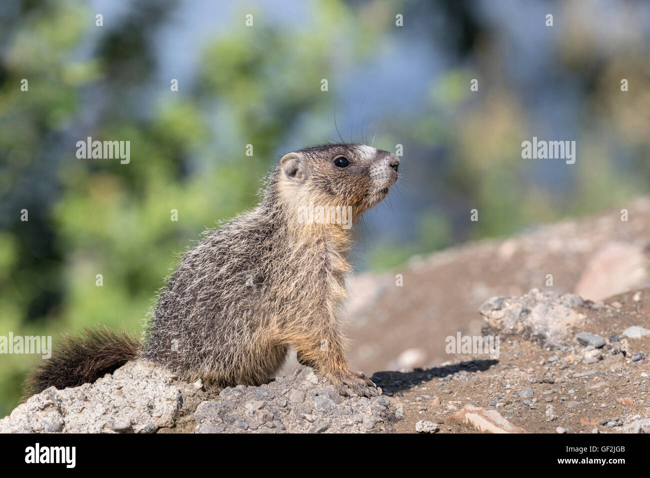 Yellow bellied Marmot Stock Photo - Alamy