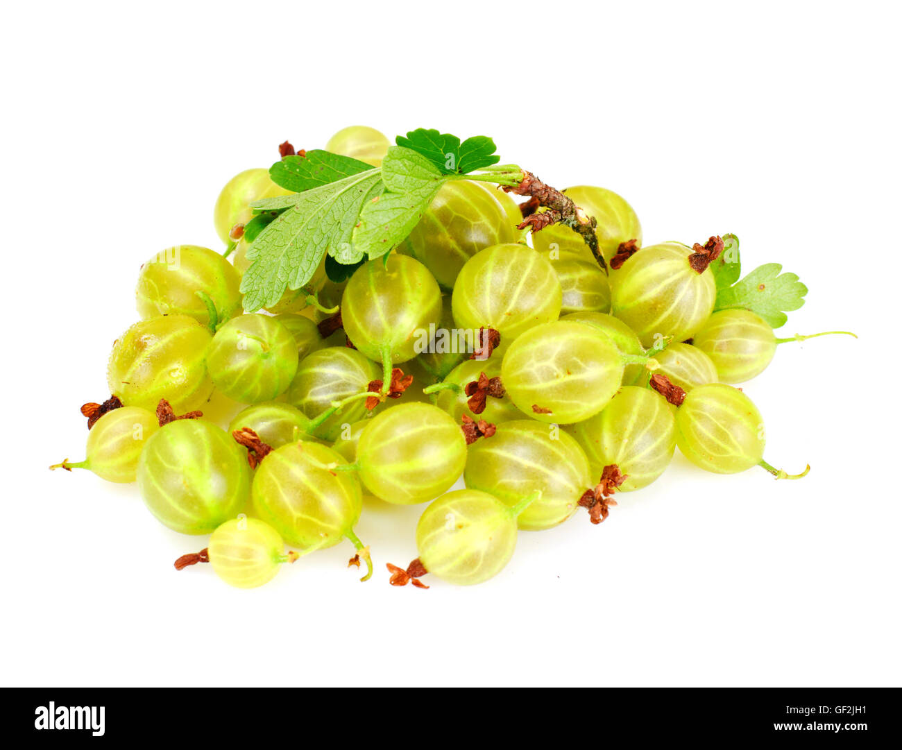 Gooseberry bush bush Cut Out Stock Images & Pictures - Alamy