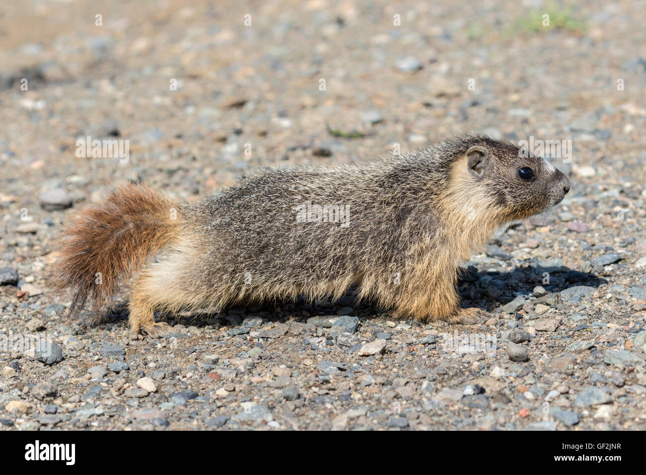 Baby marmot hi-res stock photography and images - Alamy