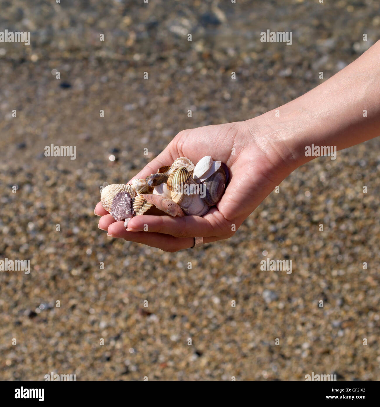 Full of shells hi-res stock photography and images - Alamy