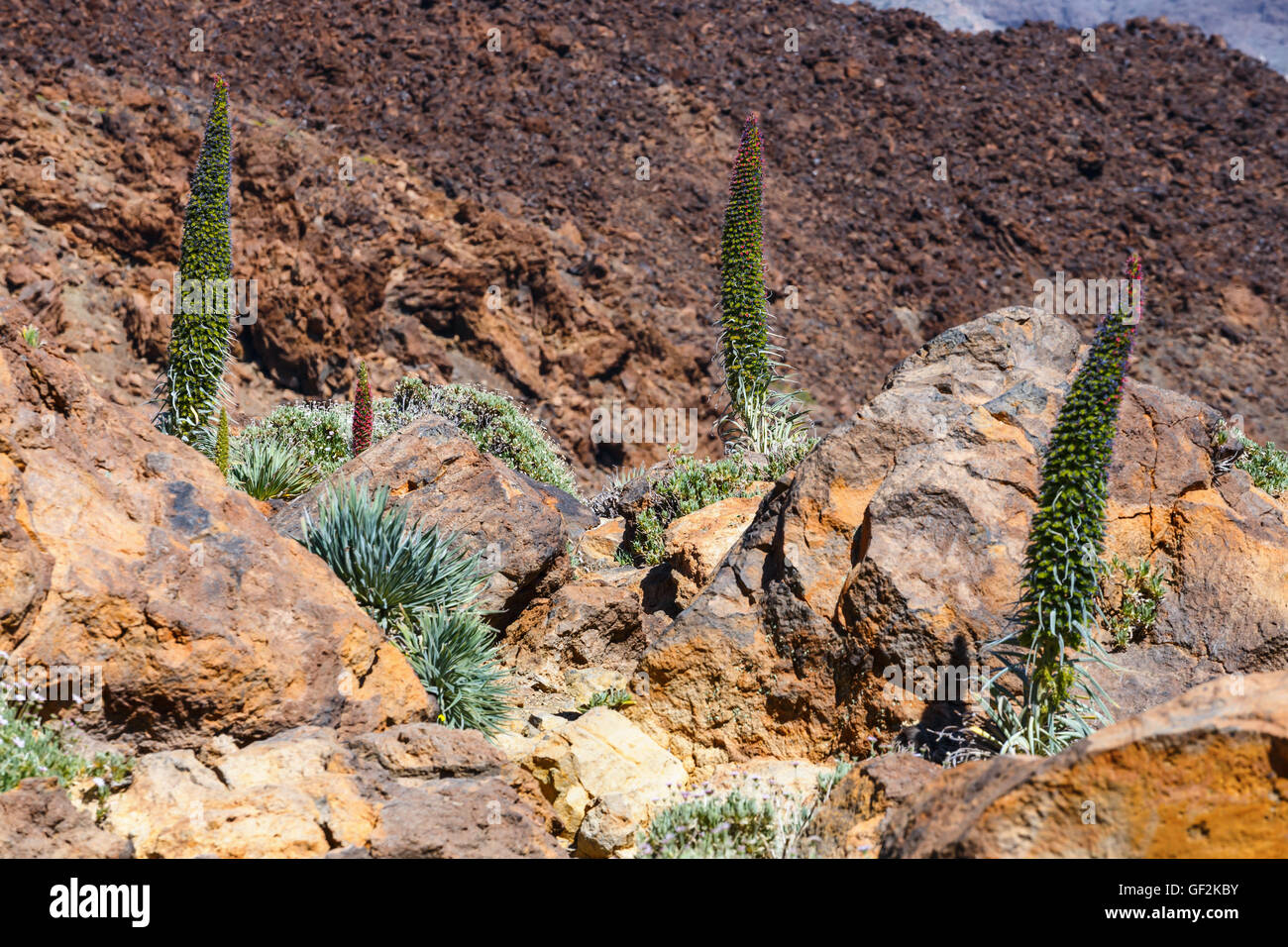 Red tajinaste hi-res stock photography and images - Alamy