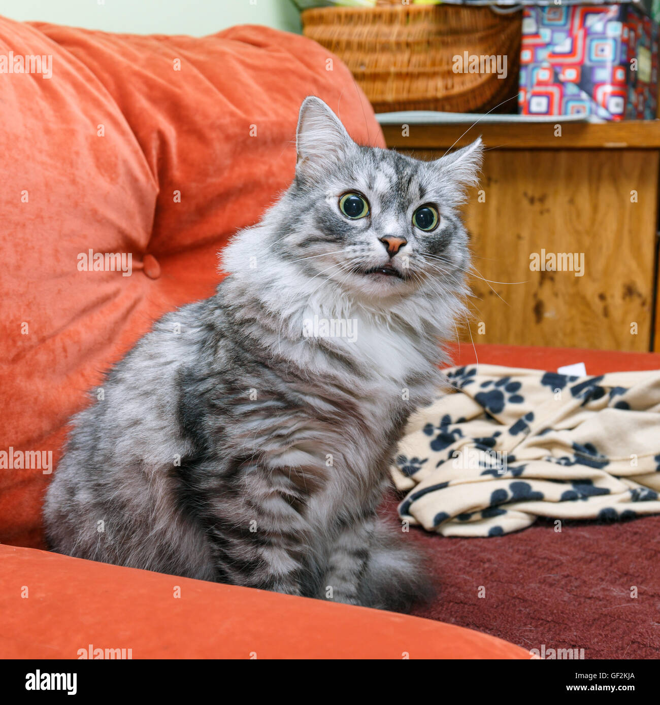 portrait of a norwegian cat Stock Photo - Alamy