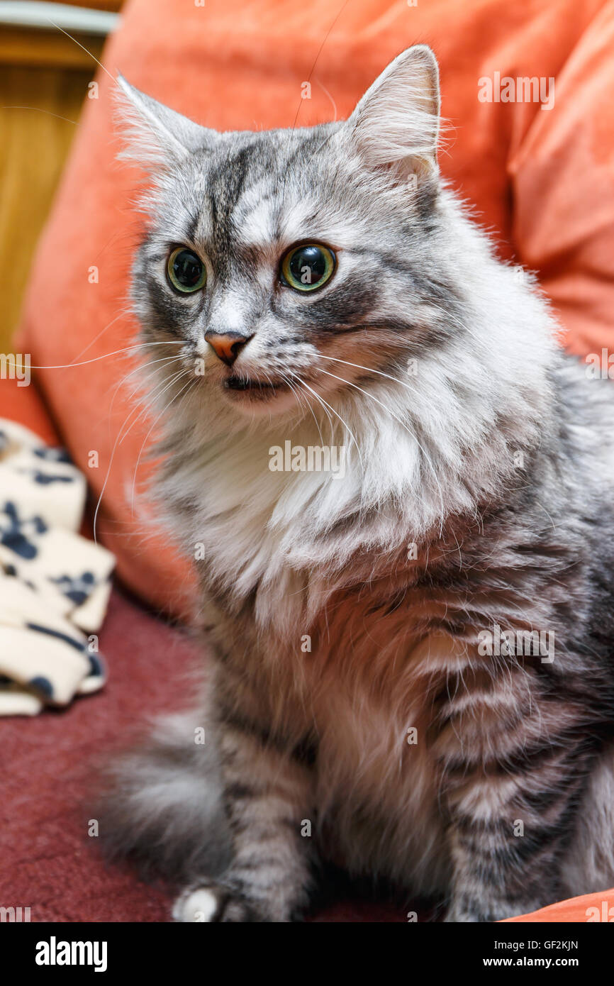 portrait of a norwegian cat Stock Photo - Alamy