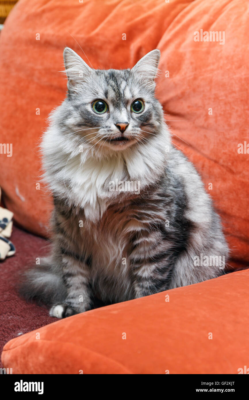 portrait of a norwegian cat Stock Photo - Alamy