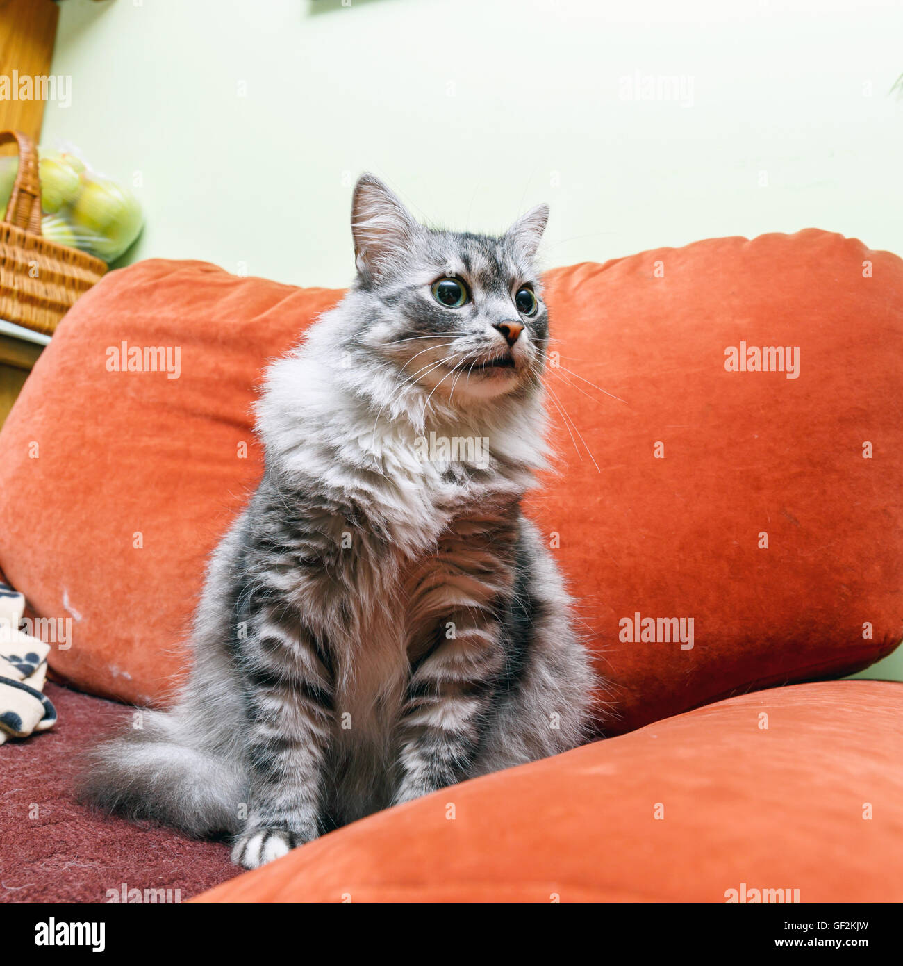 Norwegian forest cat black orange hi-res stock photography and images ...