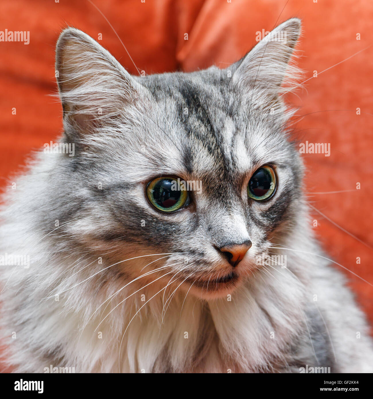 Norwegian forest cat black orange hi-res stock photography and images ...