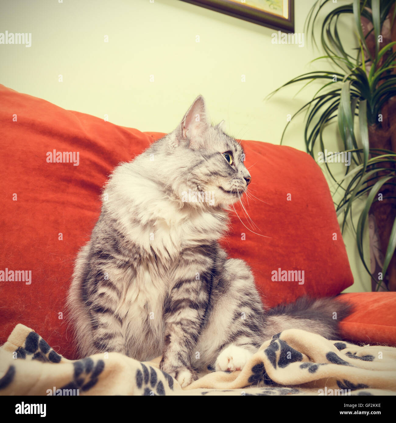 Norwegian forest cat black orange hi-res stock photography and images ...