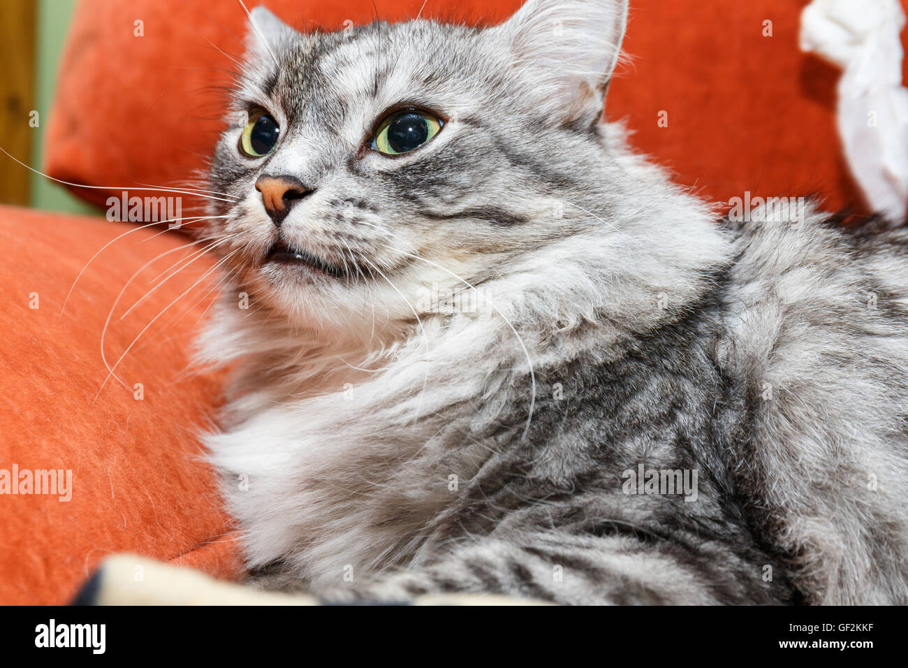 Norwegian forest cat black orange hi-res stock photography and images ...