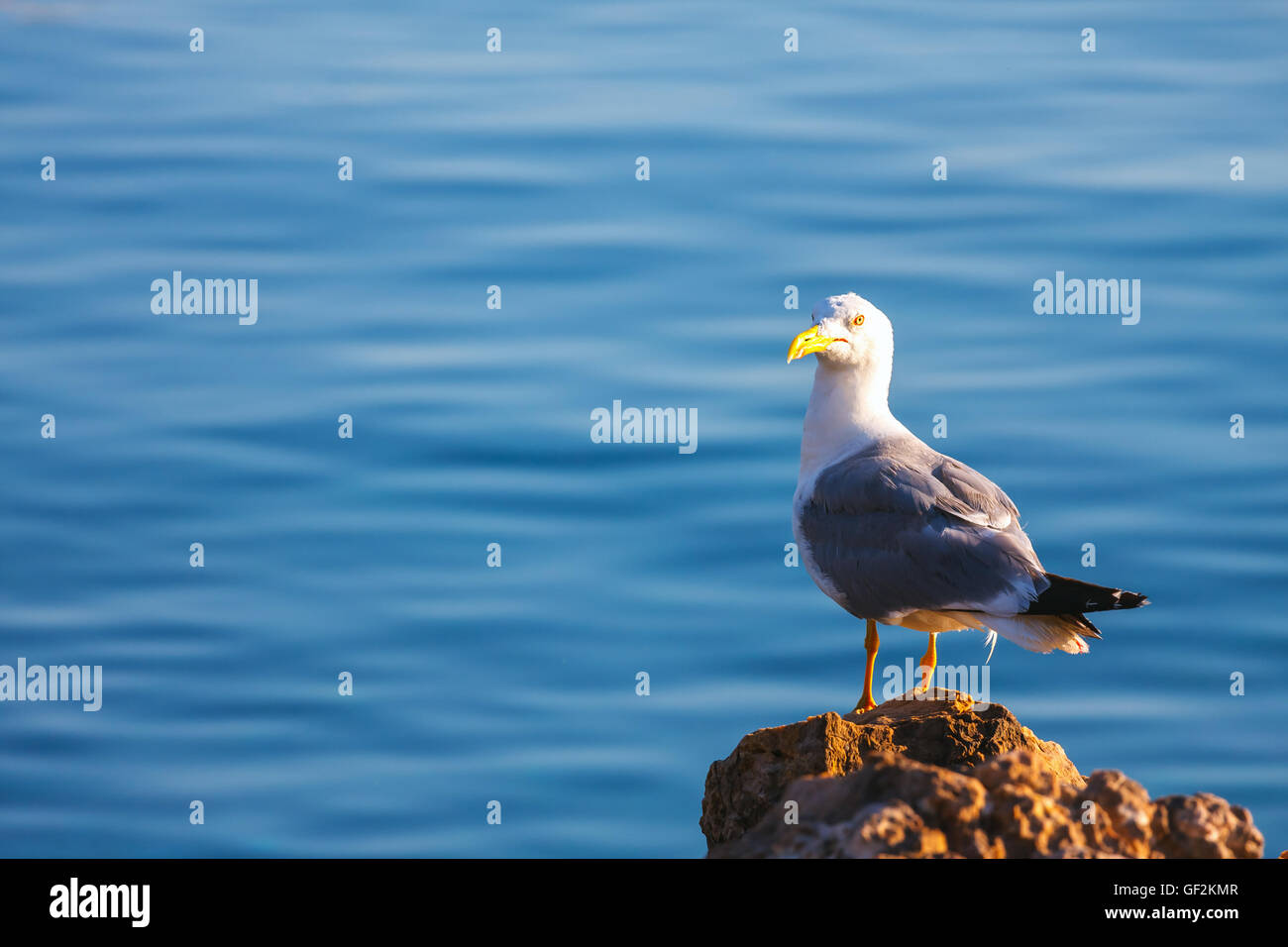 seagull, close up Stock Photo - Alamy