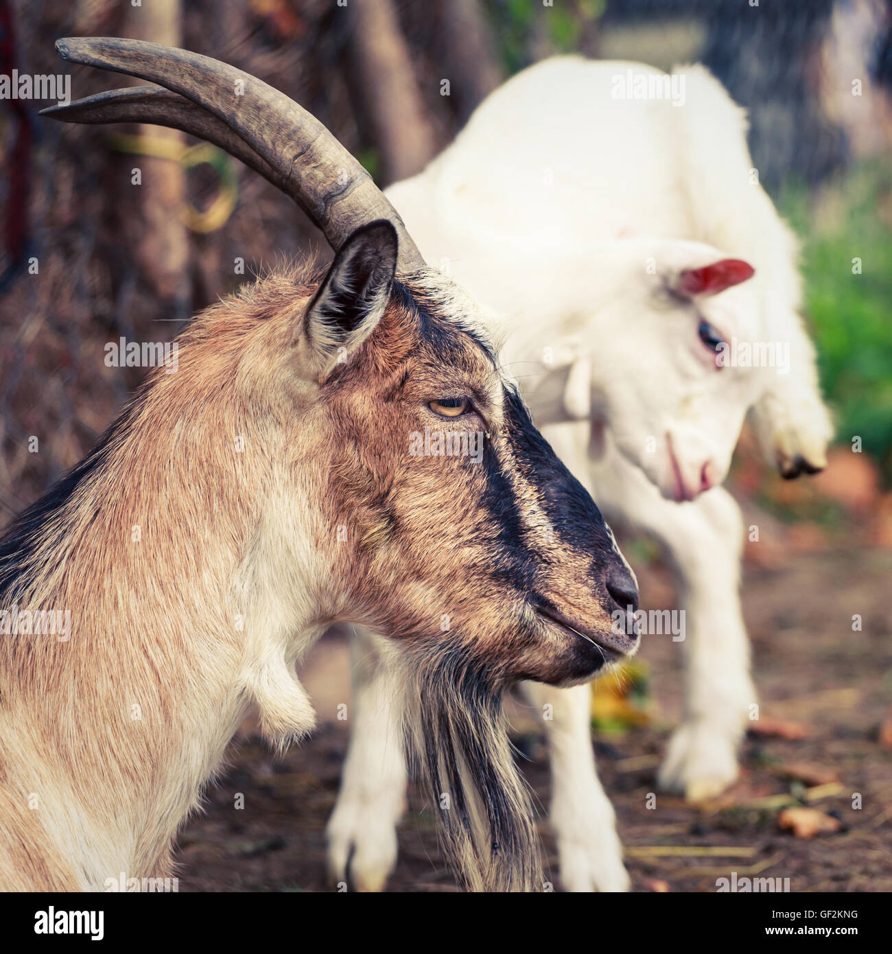 goat and kid Stock Photo - Alamy