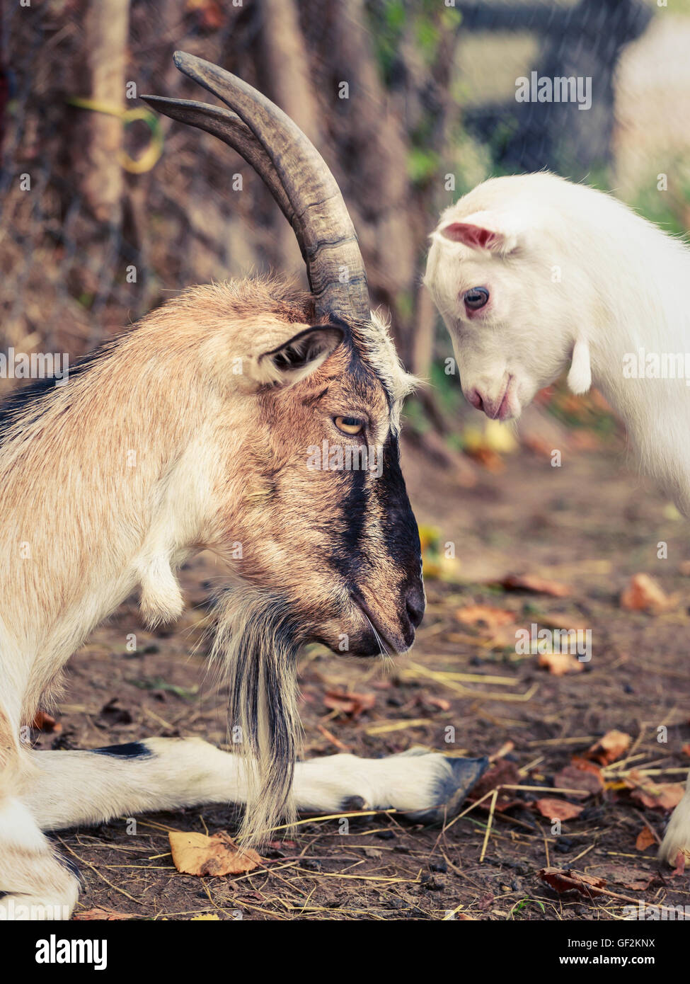 goat and kid Stock Photo - Alamy