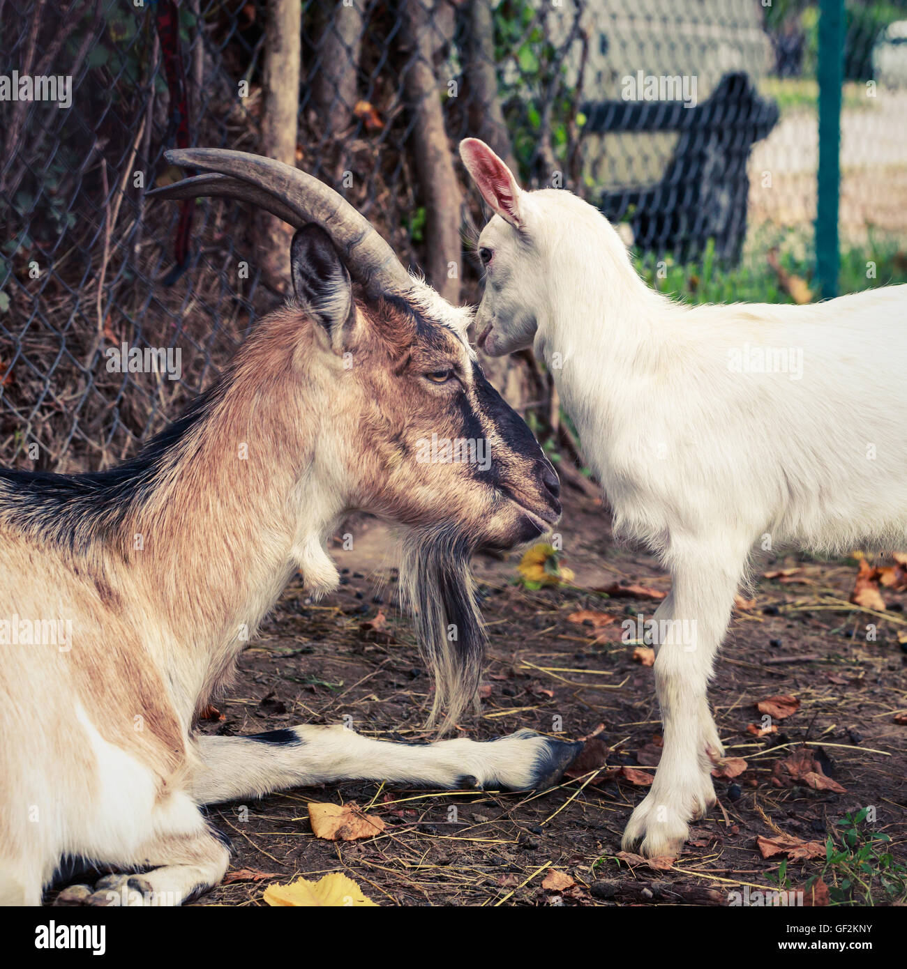 goat and kid Stock Photo - Alamy