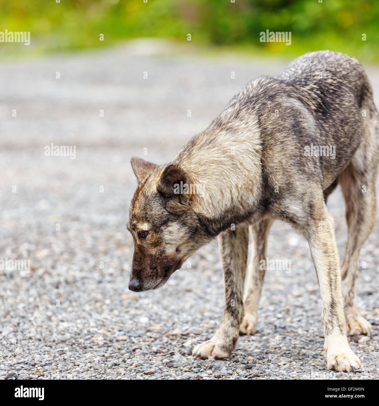 Furious dog hi-res stock photography and images - Alamy