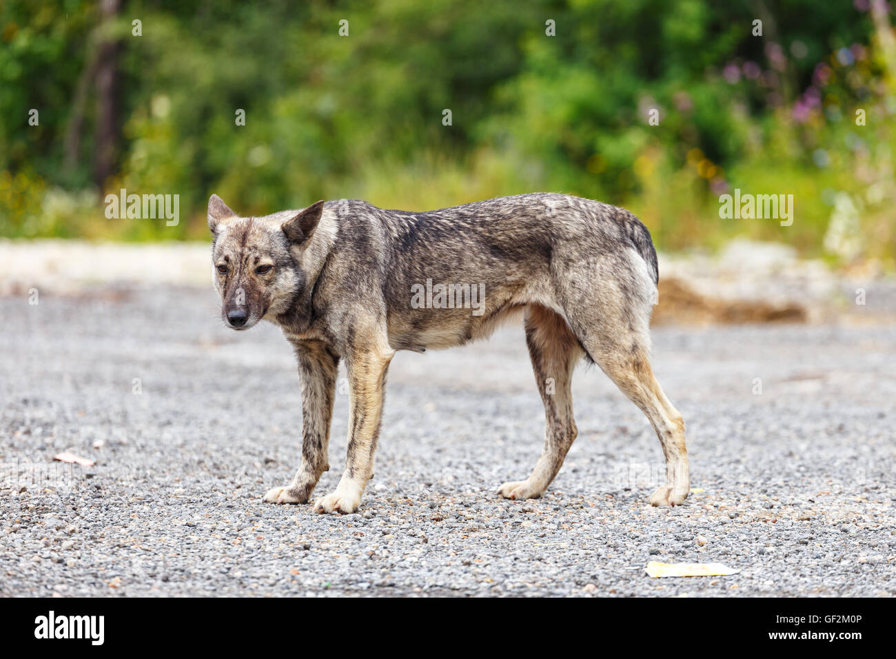 Furious dog hi-res stock photography and images - Alamy