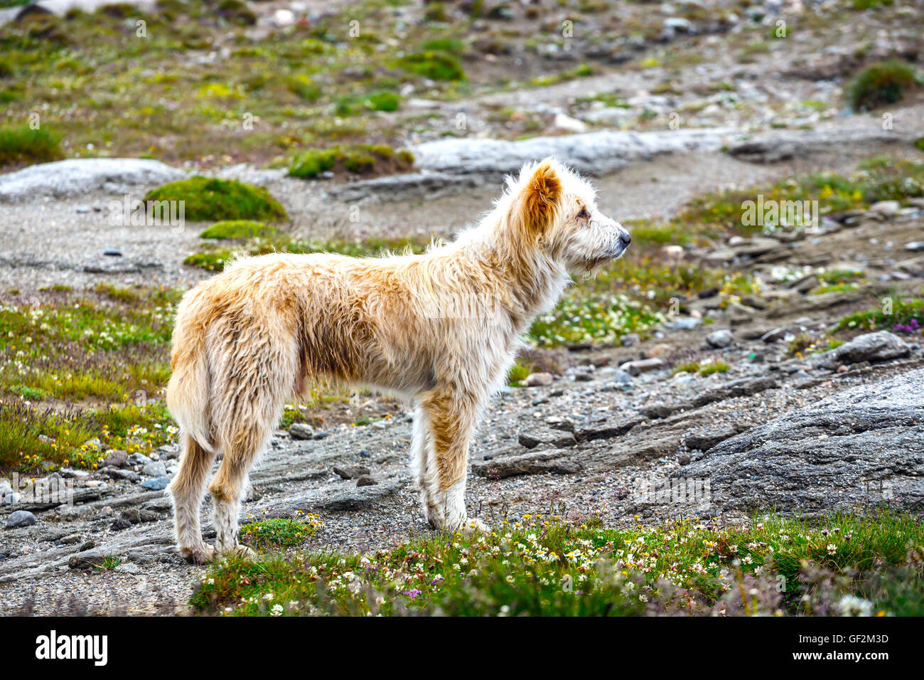 Dog guard the sheep on the mountain pasture Stock Photo - Alamy
