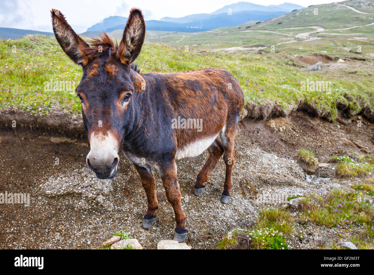 Grey donkey, portrait Stock Photo - Alamy