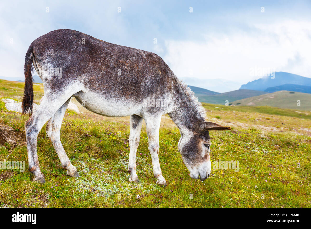 Grey donkey, portrait Stock Photo - Alamy
