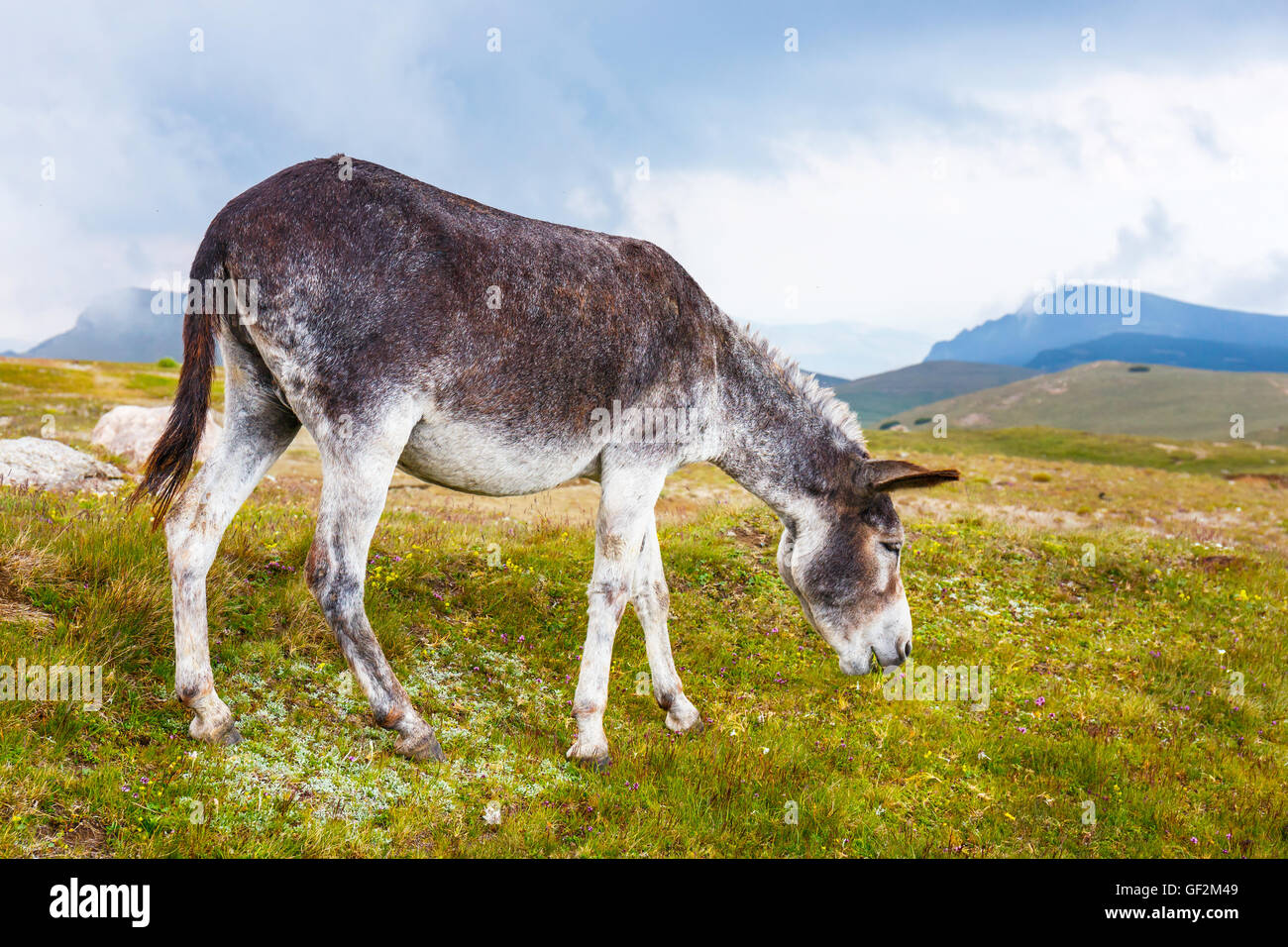 Grey donkey, portrait Stock Photo - Alamy