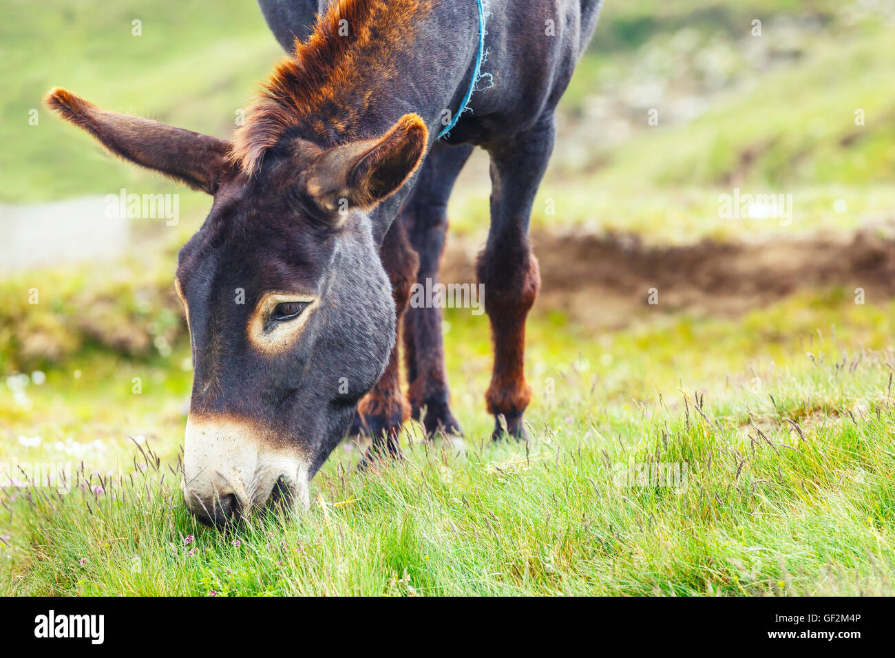 Grey donkey, portrait Stock Photo - Alamy
