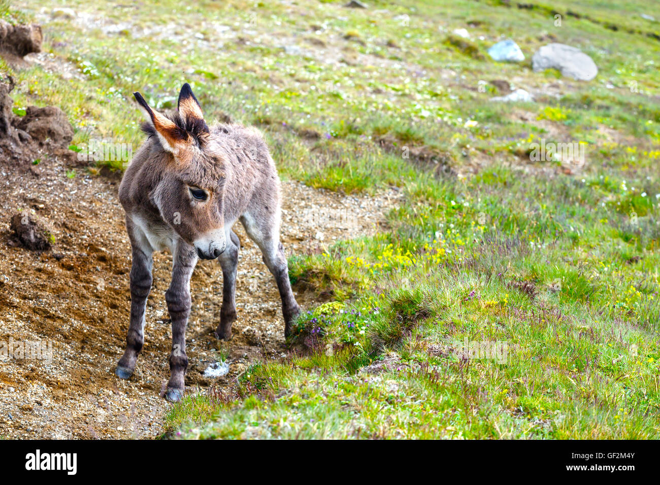 Grey donkey, portrait Stock Photo - Alamy