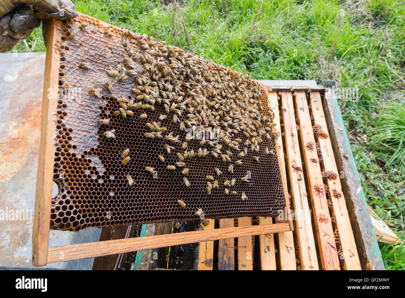 Open hive detail. Beekeeping, agriculture, rural life Stock Photo - Alamy