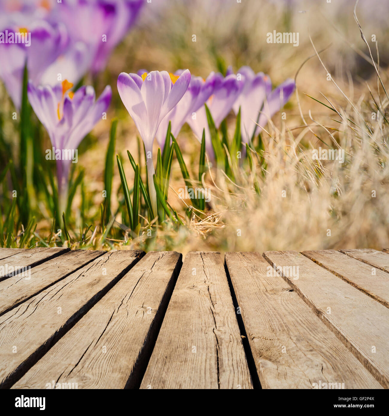 meadow full of crocuses and empty wooden deck table. Ready for product ...