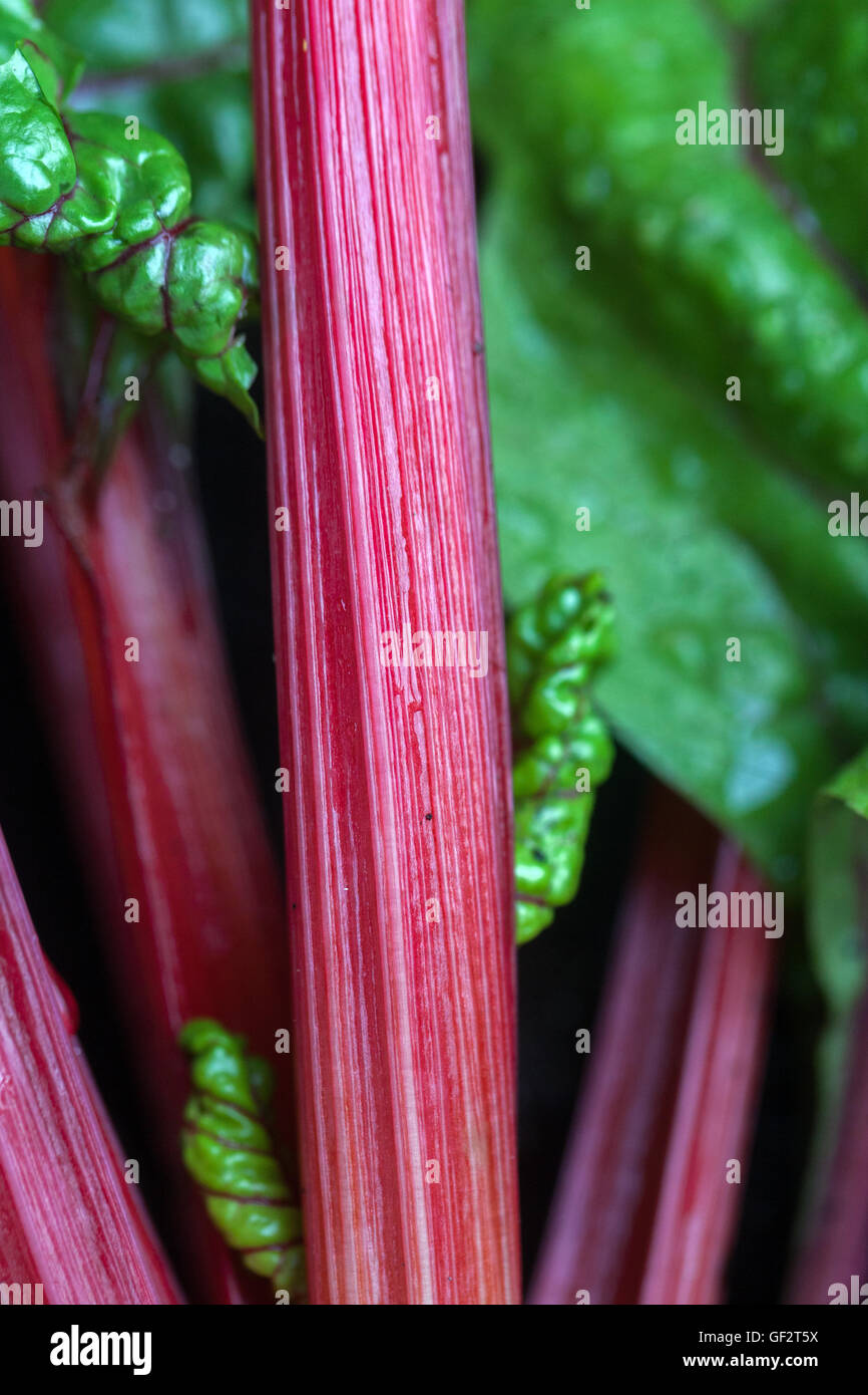 Swiss chard, silverbeet, perpetual spinach, spinach beet, crab beet ...