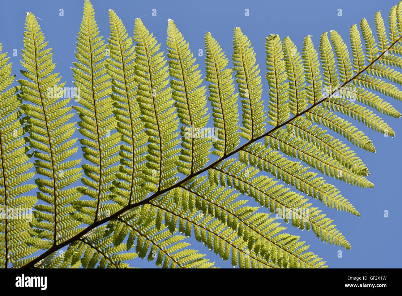 Fern branch in bright sun light Stock Photo - Alamy