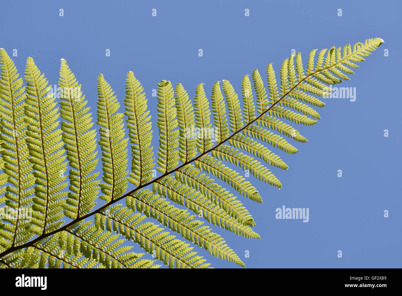 Fern branch in bright sun light Stock Photo - Alamy
