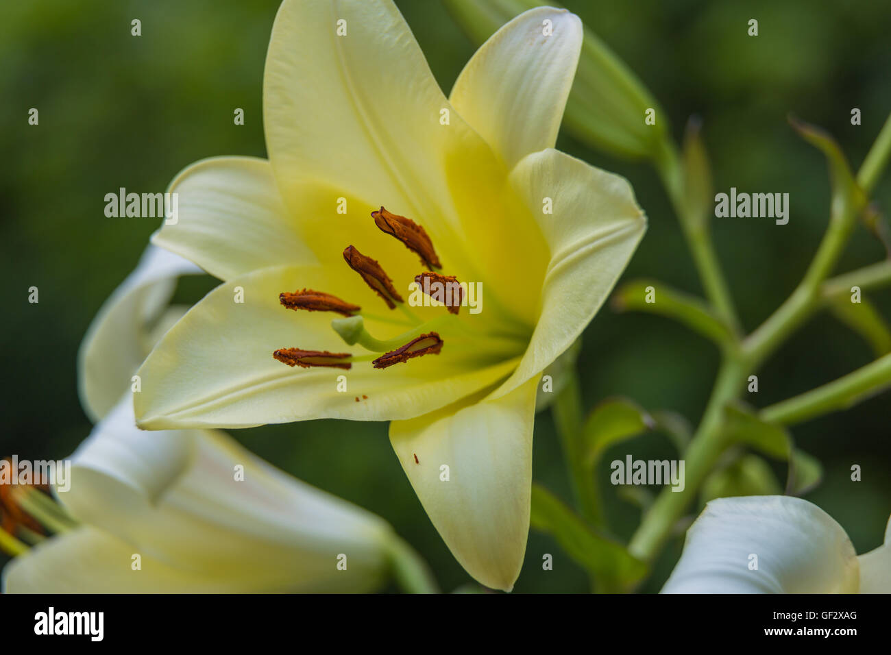 Pale yellow lily hi-res stock photography and images - Alamy