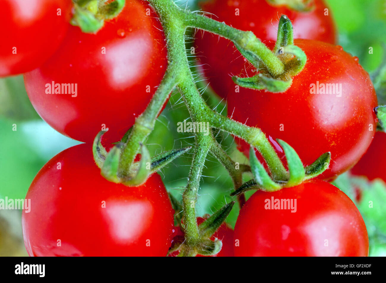 Cherry tomatoes vine close up Cherry dwarf Tomatoes Ripening Stock ...