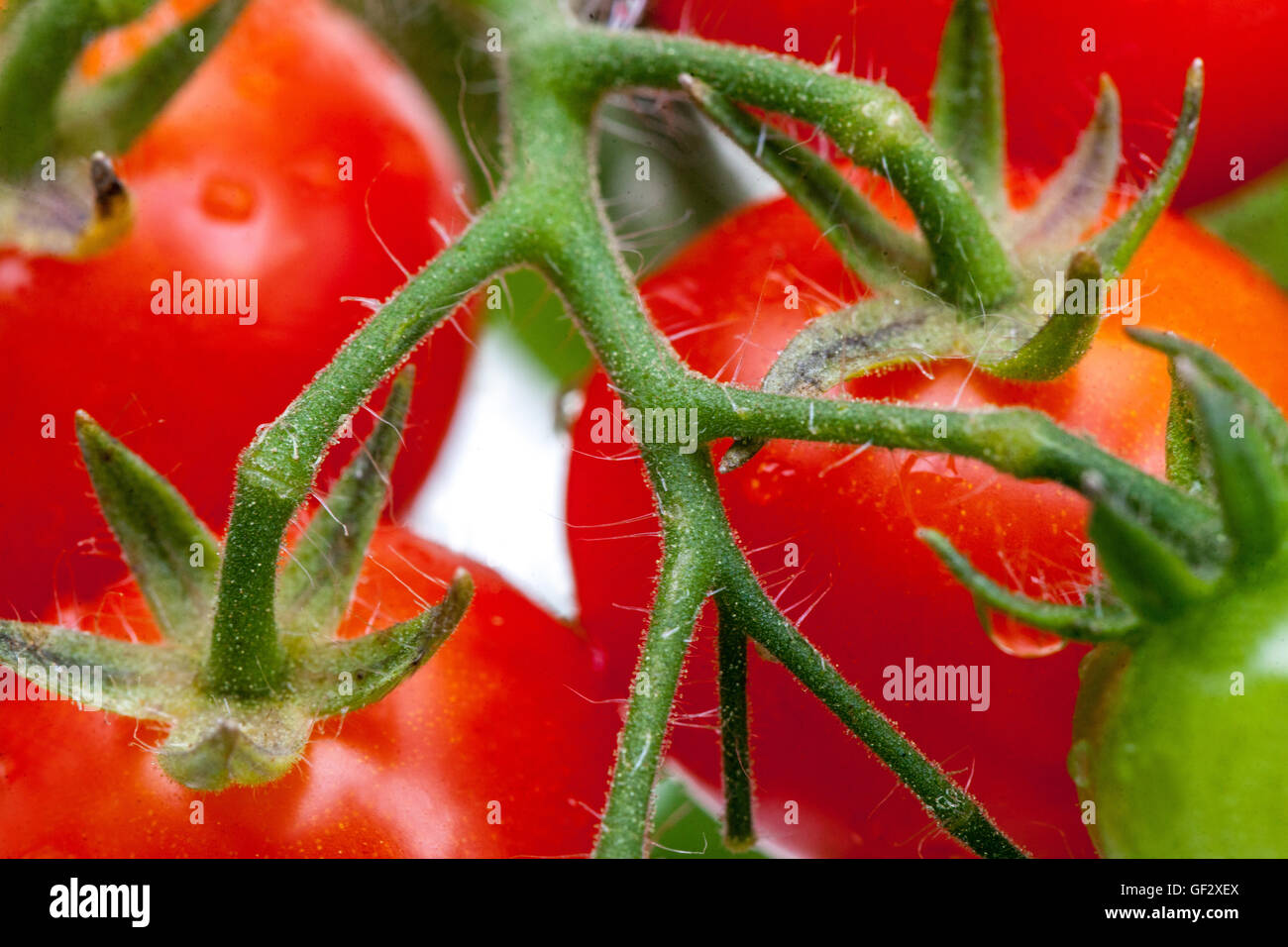 Red cherry tomato hi-res stock photography and images - Alamy