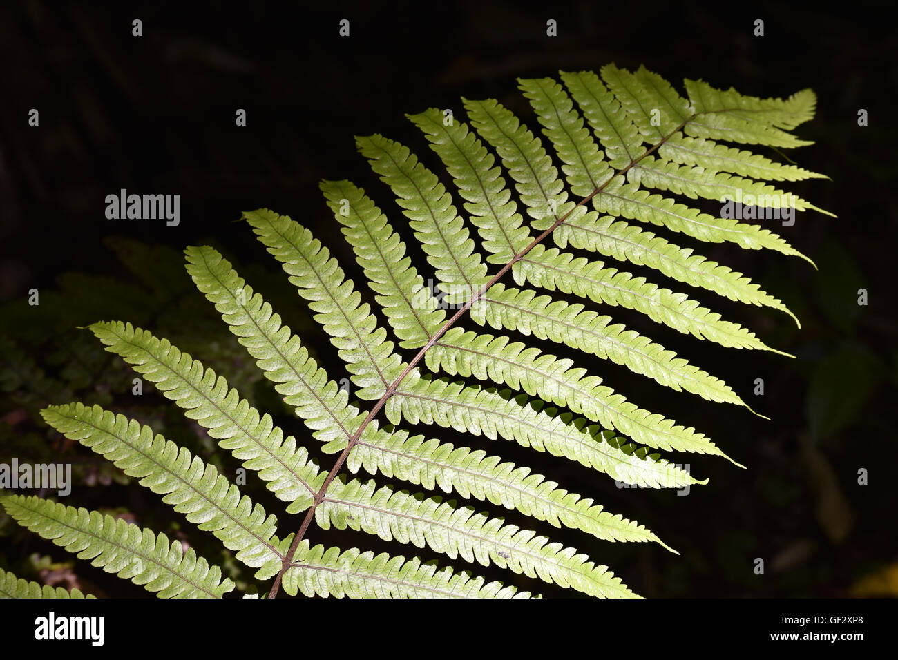 Fern tree branch hi-res stock photography and images - Alamy