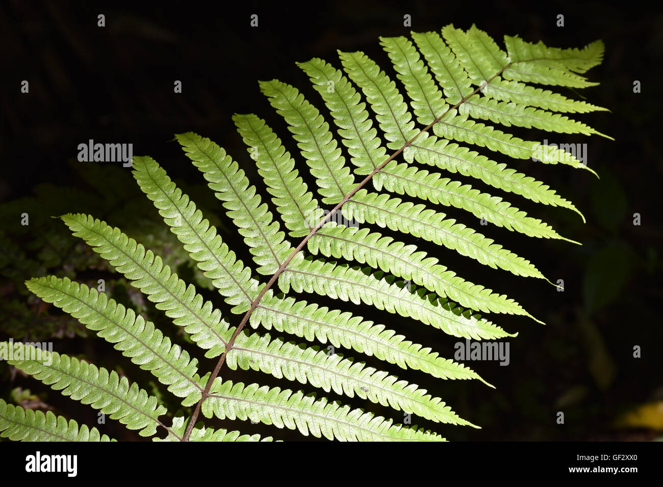 Giant fern tree hi-res stock photography and images - Alamy