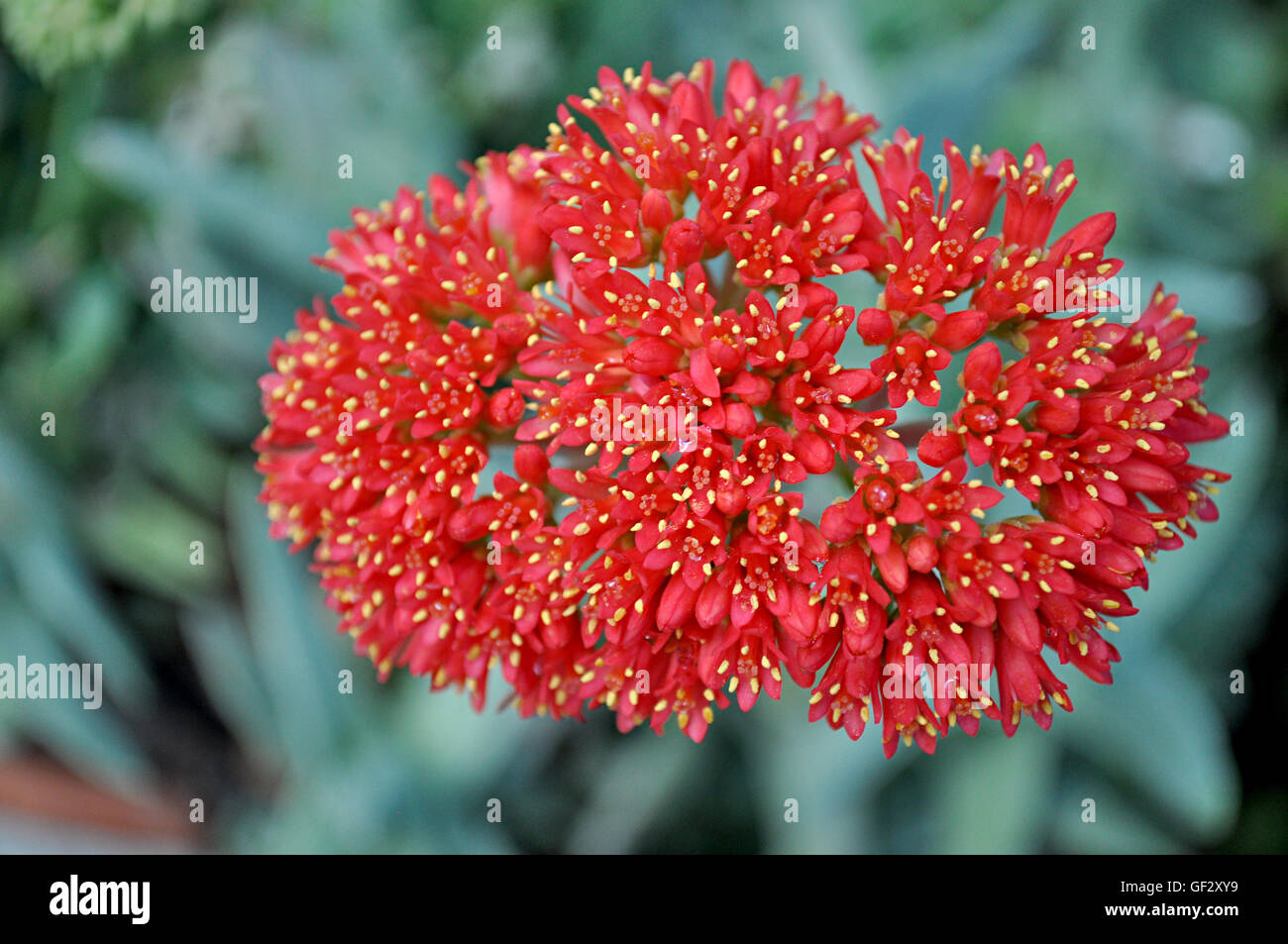 red succulent mature flower Stock Photo - Alamy